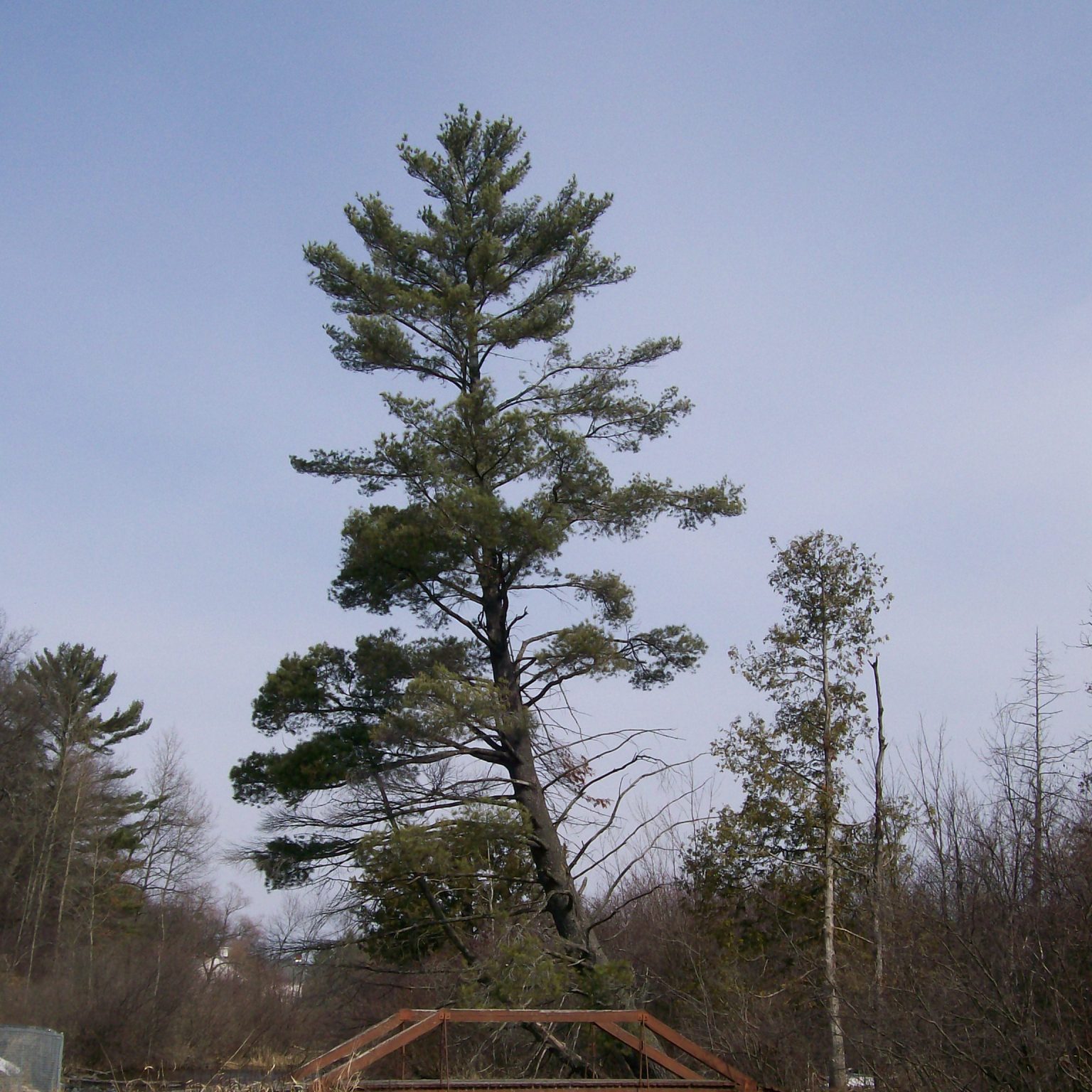 Larch - Studio William